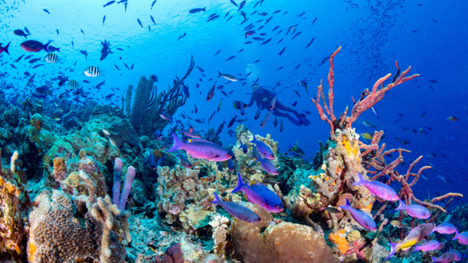 Red Sea Yacht Charter | Luxury Cruising & Superyacht Experiences