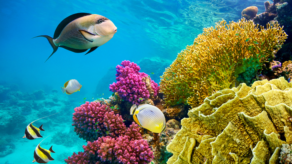 Red Sea Yacht Charter | Luxury Cruising & Superyacht Experiences